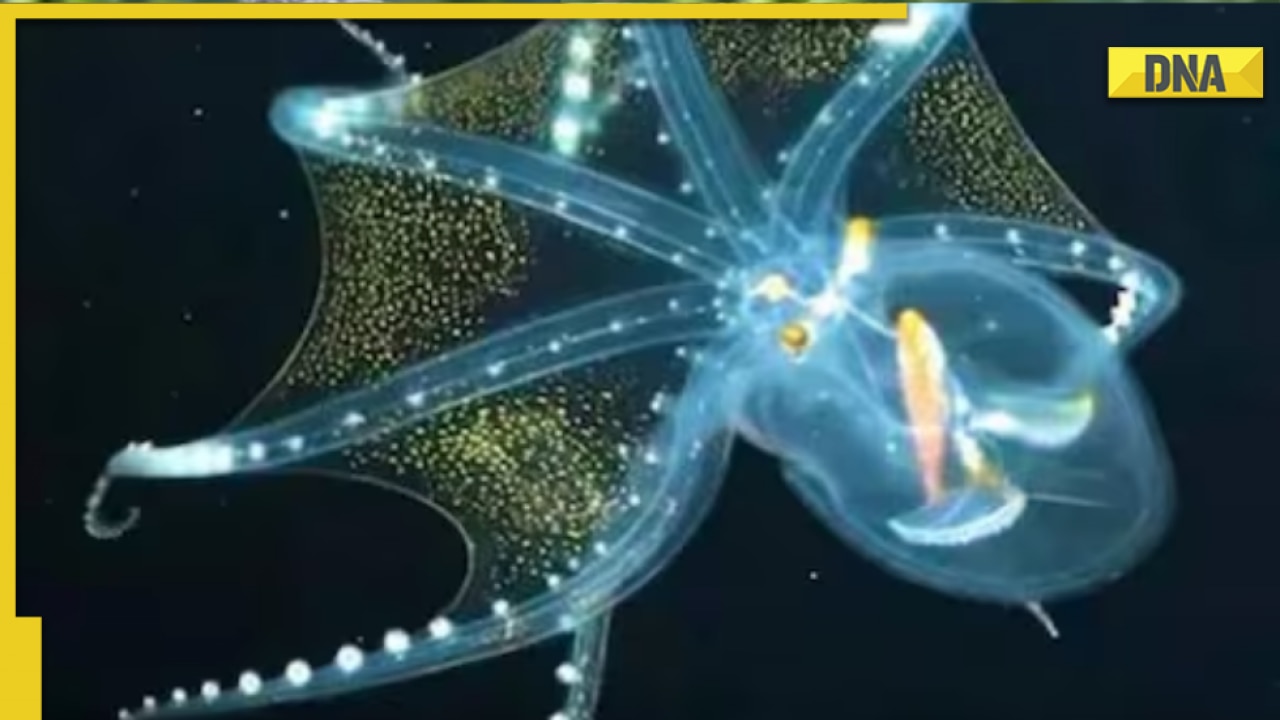Viral video of rare glass octopus delights netizens