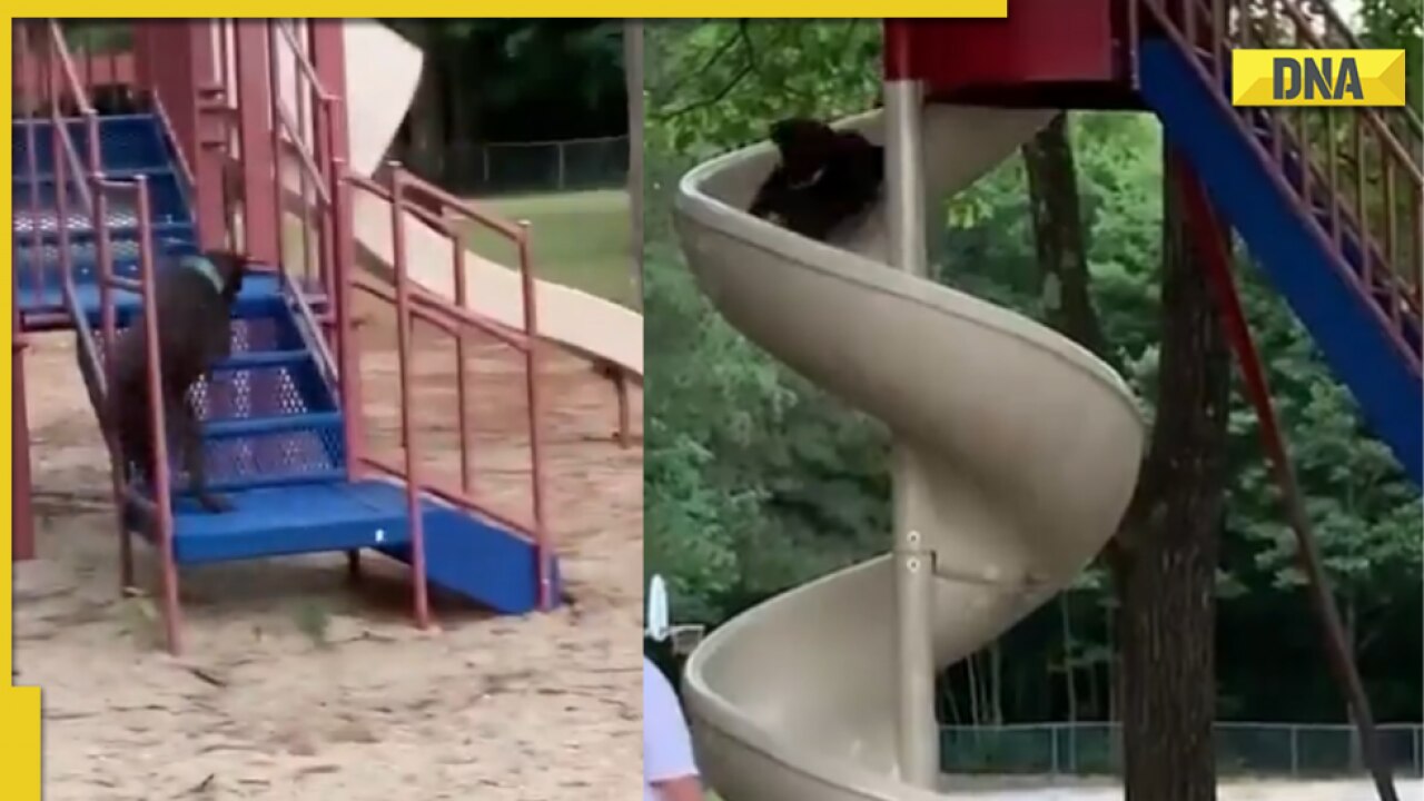 Dog enjoys playing on slide in adorable viral video; internet loves it