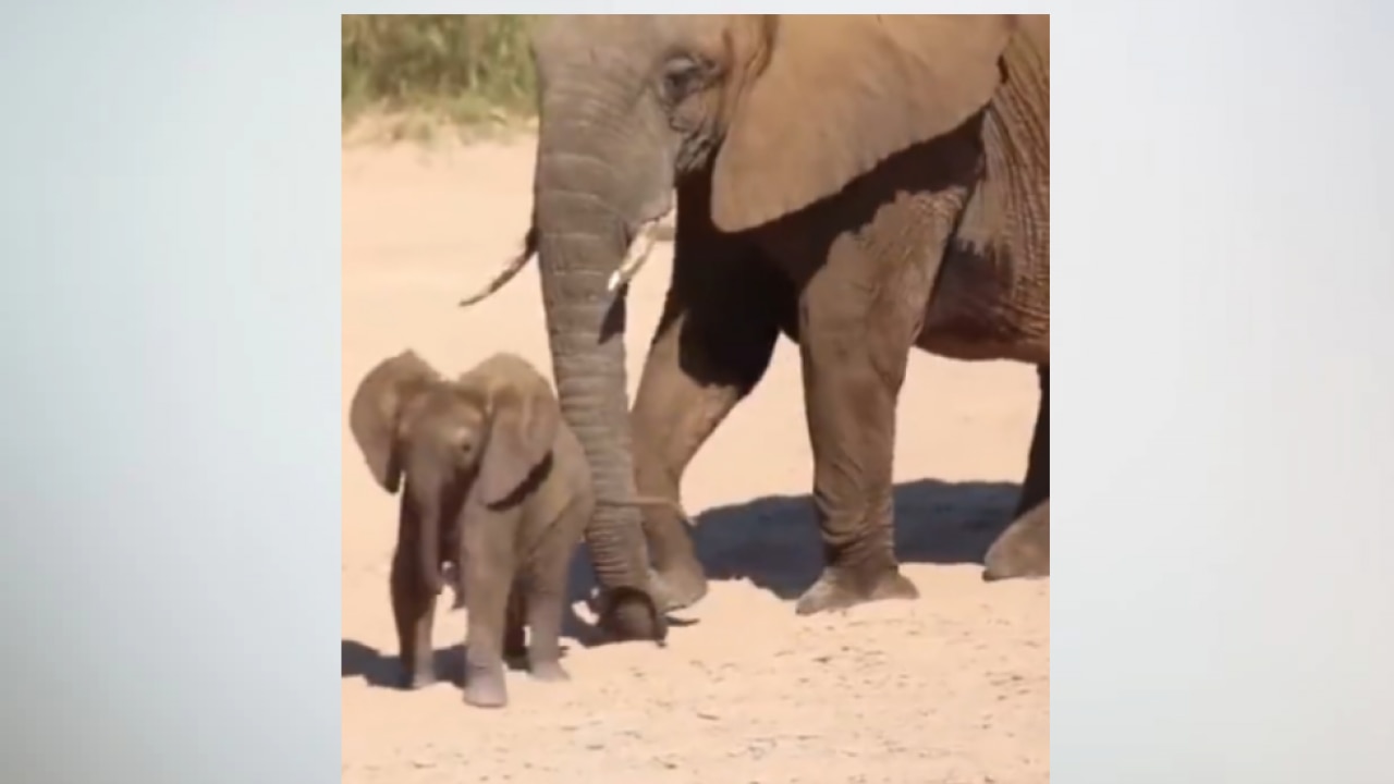 Baby elephant learning to walk gets support from mama in THIS adorable ...
