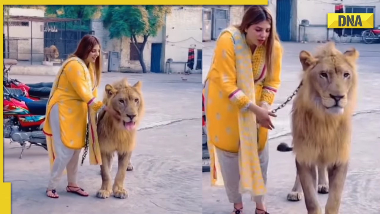 Woman takes lion for walk, viral video divides internet