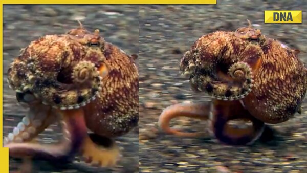 Viral video of octopus walking on ocean floor leaves internet mesmerised