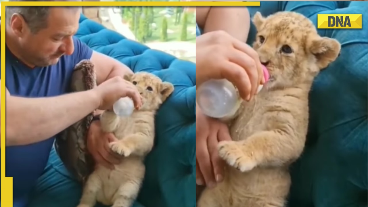 Man feeds milk to lion cub in adorable viral video, internet loves it