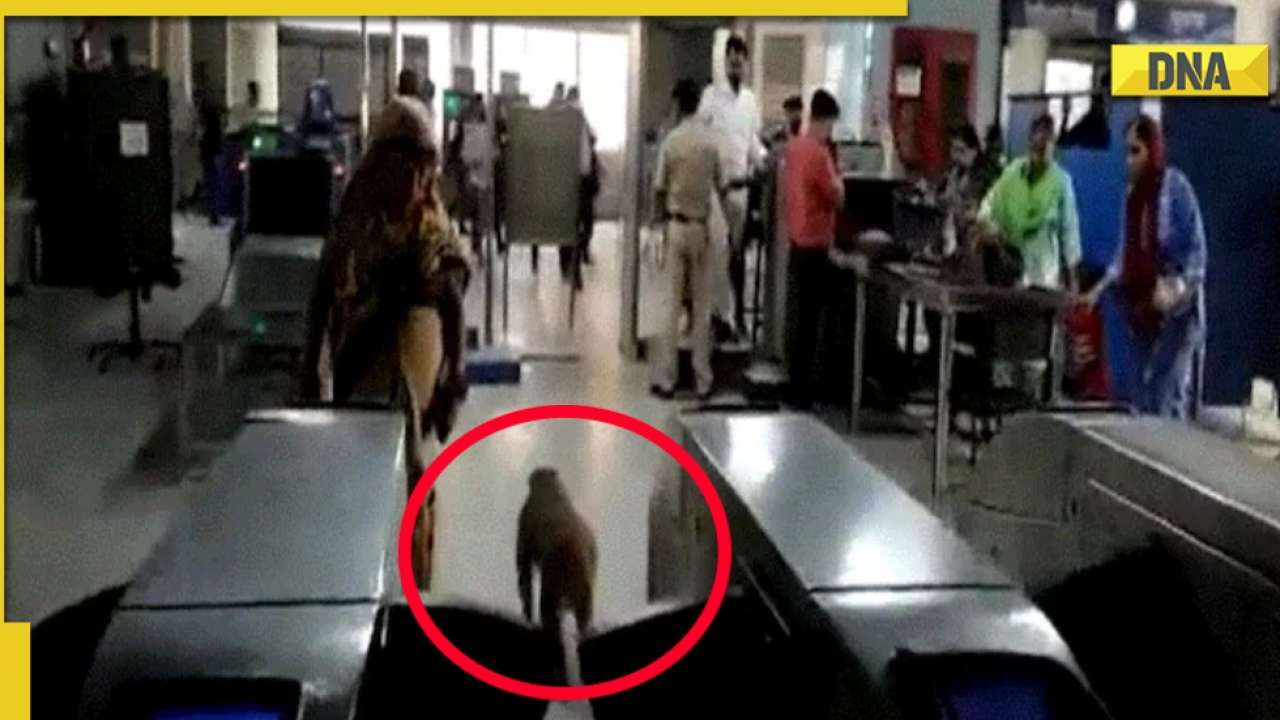 Viral video: Monkey wanders into Delhi Metro station, clears security check