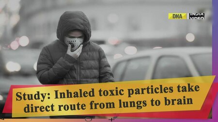 Study: Inhaled toxic particles take direct route from lungs to brain