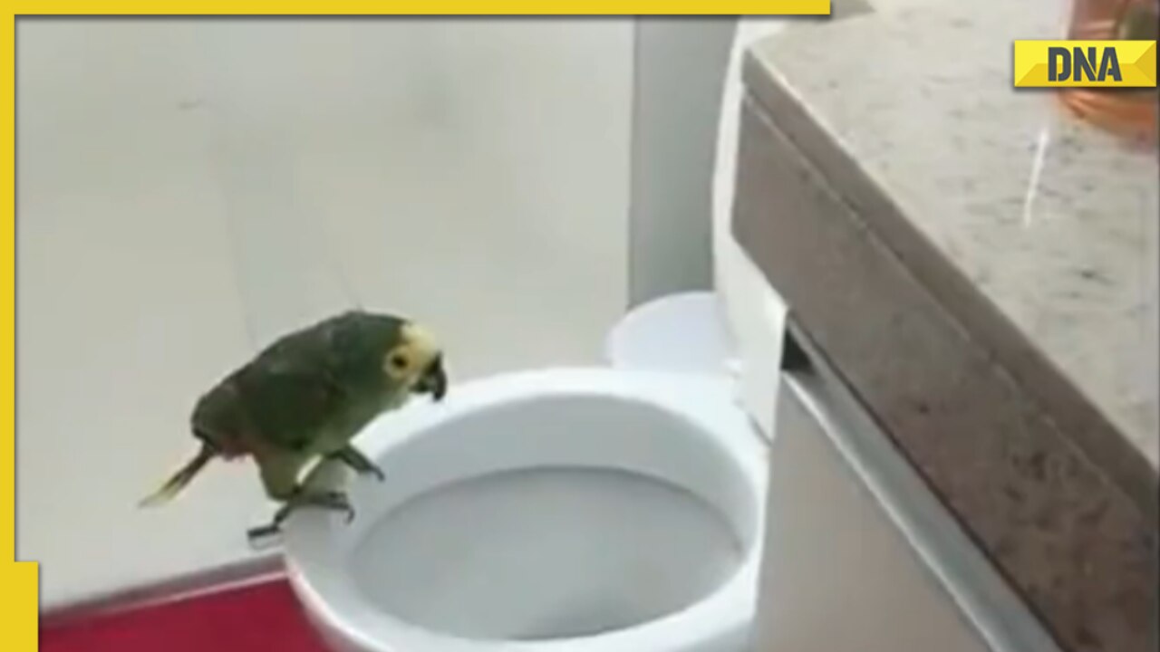 Parrot sings on toilet seat, viral video leaves netizens in splits