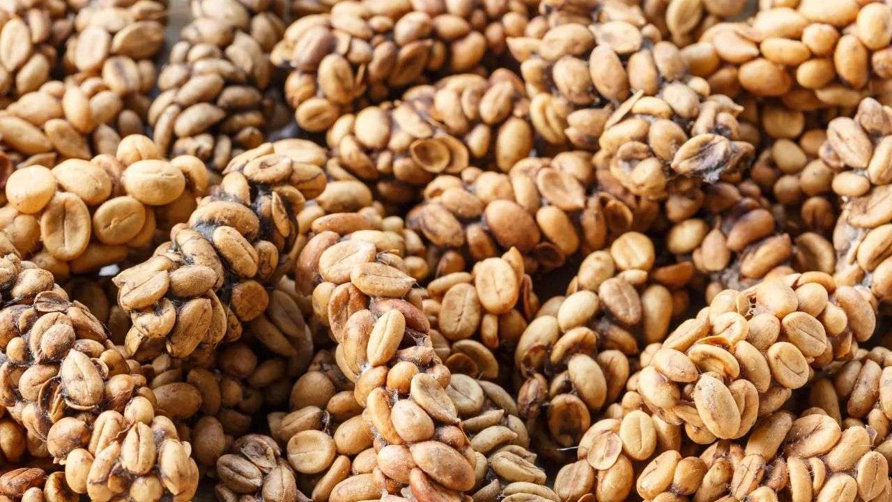 Fried Tarantula Spider, Nested soup: These are the world's most weird ...