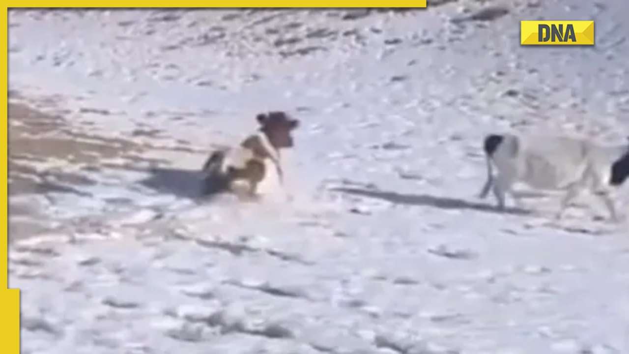 'Big puppy': Video of cow sliding down snow mountain goes viral ...