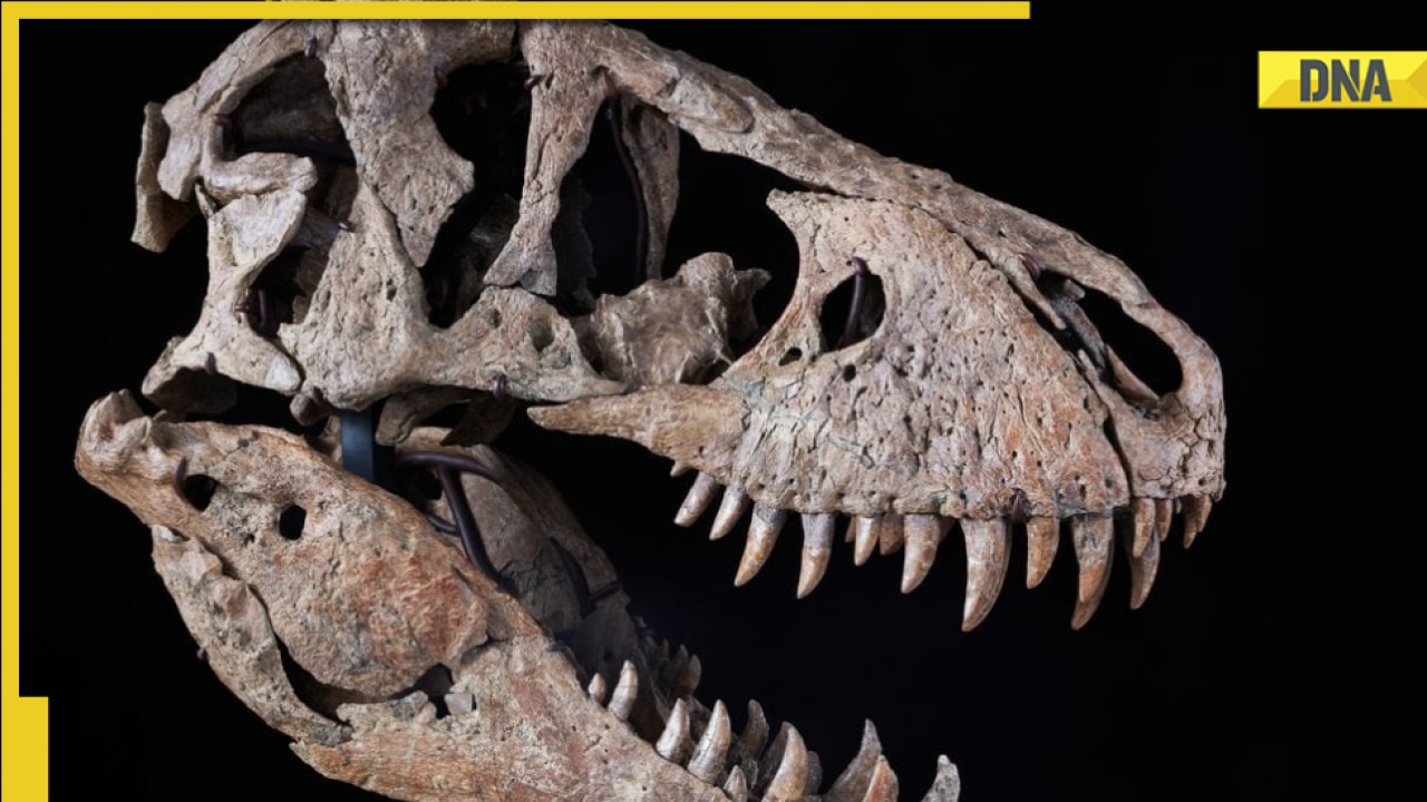 Dinosaur T. Rex skull may go for sale at Rs 162 crore, Details inside