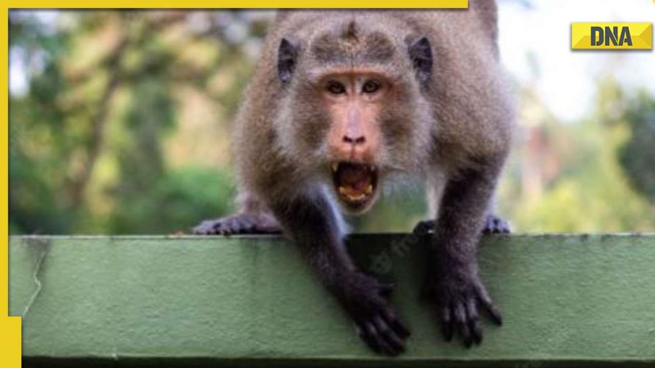 Viral: Monkey attacks man, snatches bag full of cash worth Rs 75,000 in ...