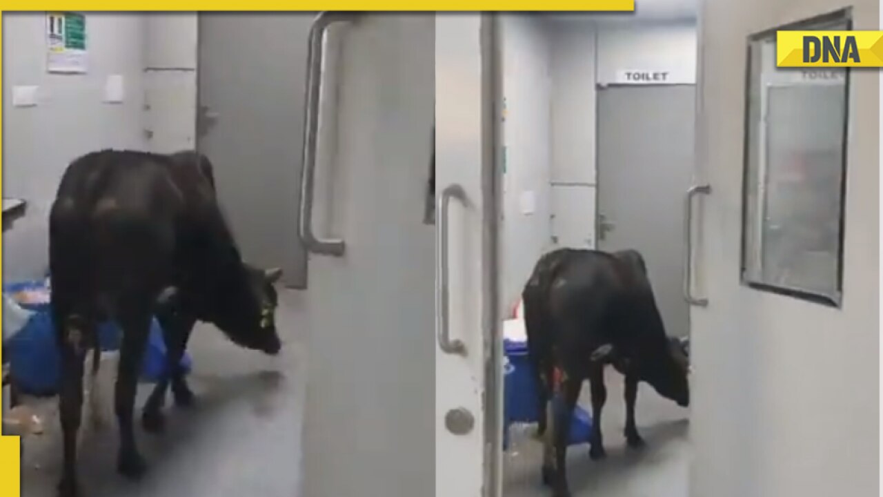 Cow roams in ICU of Madhya Pradesh hospital, video goes viral