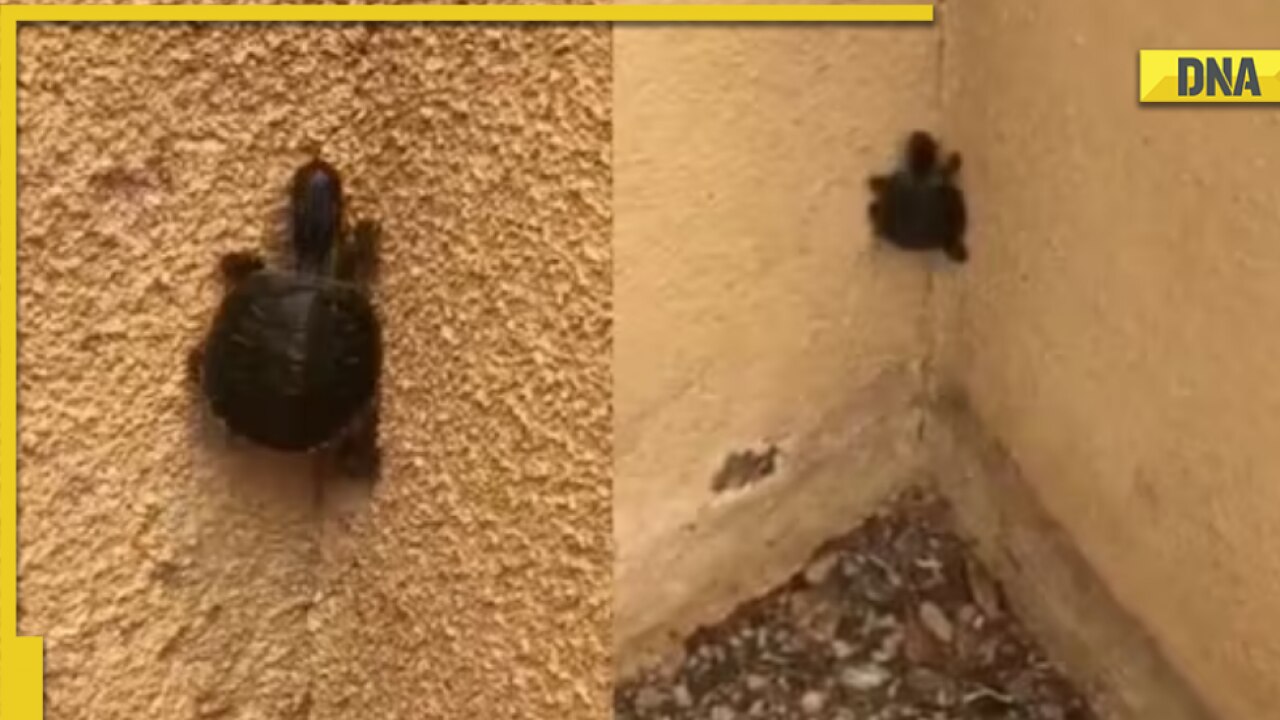 Ninja Turtle 2.0: Tiny turtle effortlessly climbs wall, viral video ...