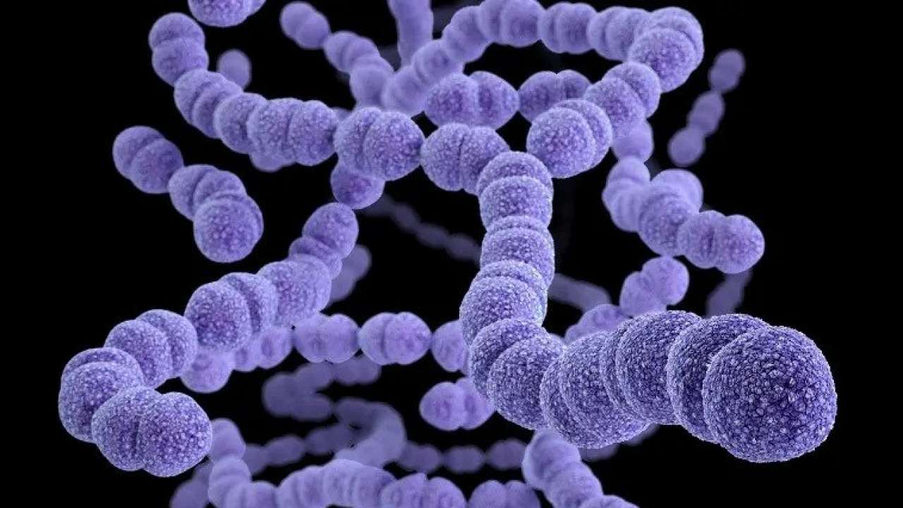 Lancet study: THESE 5 bacteria responsible for at least 6.8 lakh deaths ...
