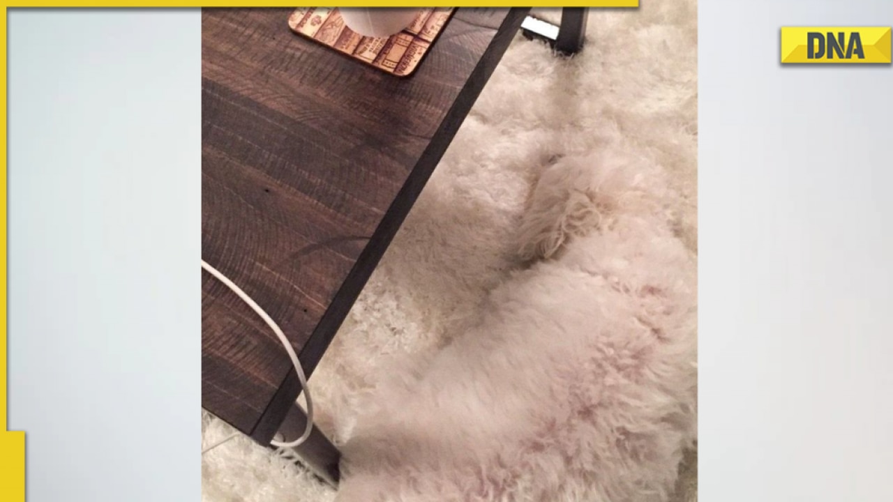 Optical illusion: Can you spot dog hidden in THIS pic?