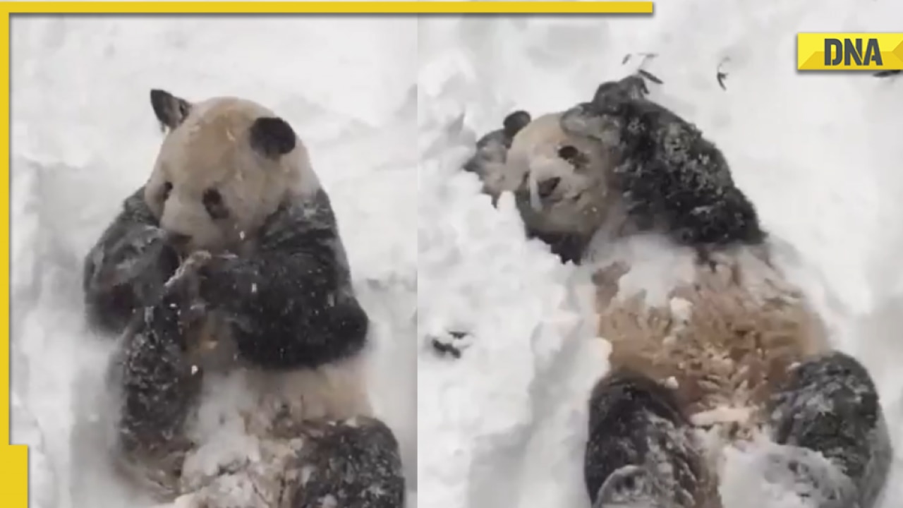 Panda enjoys and plays in rain, video goes viral with over 31 million views