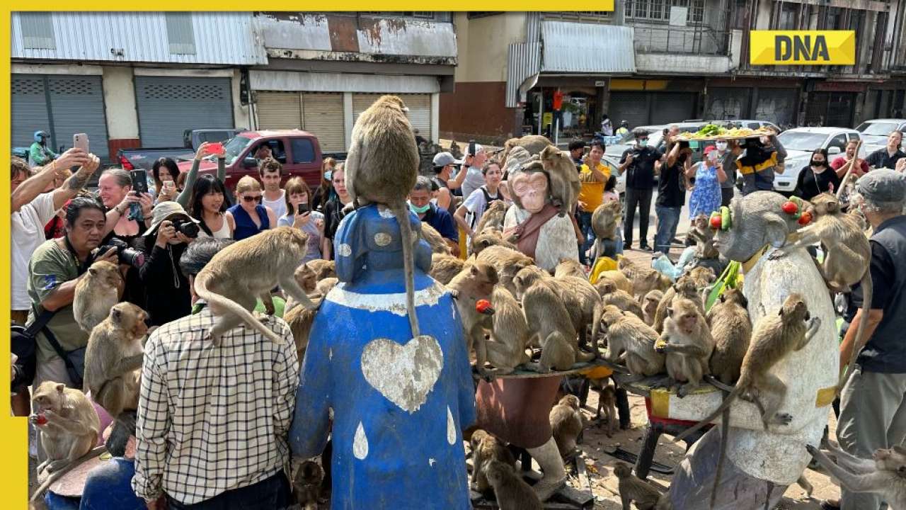 Monkey Feast Festival: This city prepares a grand feast, hundreds of ...