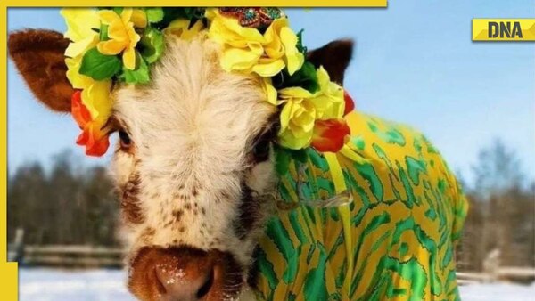 Michiye adjudged 'most beautiful cow' at beauty pageant in Russia, pics ...