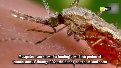 how do mosquitoes bite us