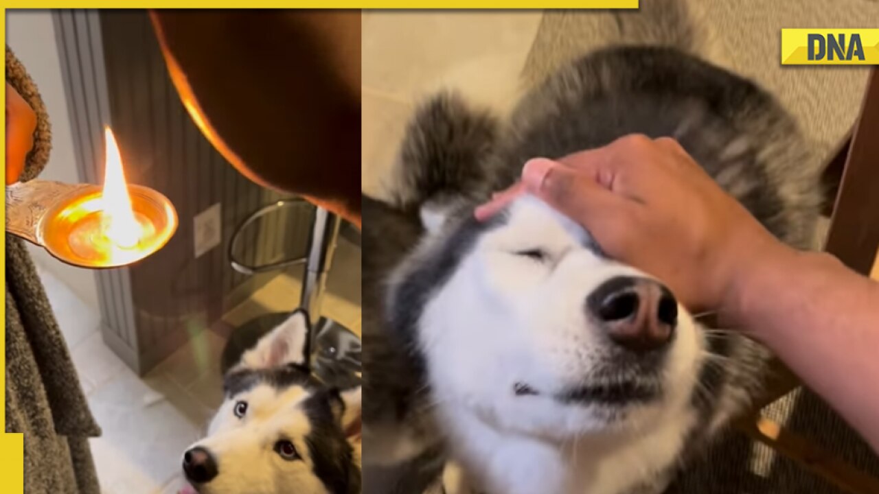 Sanskari dogs: Huskies get blessings from morning aarti, viral video ...