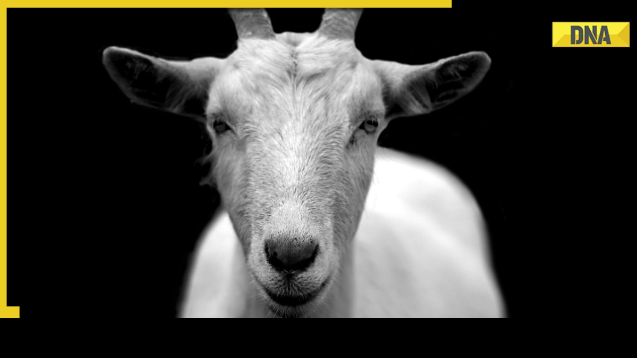 Madhya Pradesh: He-goats yielding 'milk' in a goat rearing centre in ...