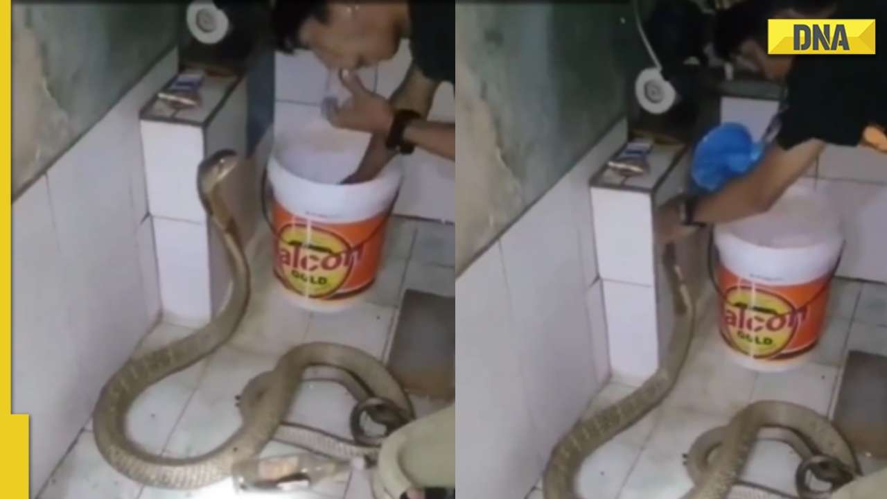 Man gives bath to king cobra with bare hands, viral video terrifies ...