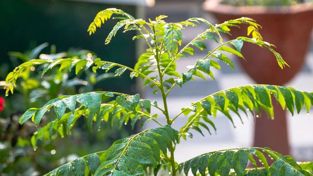 Curry leaf health benefits: Know 5 reasons why you should include ...
