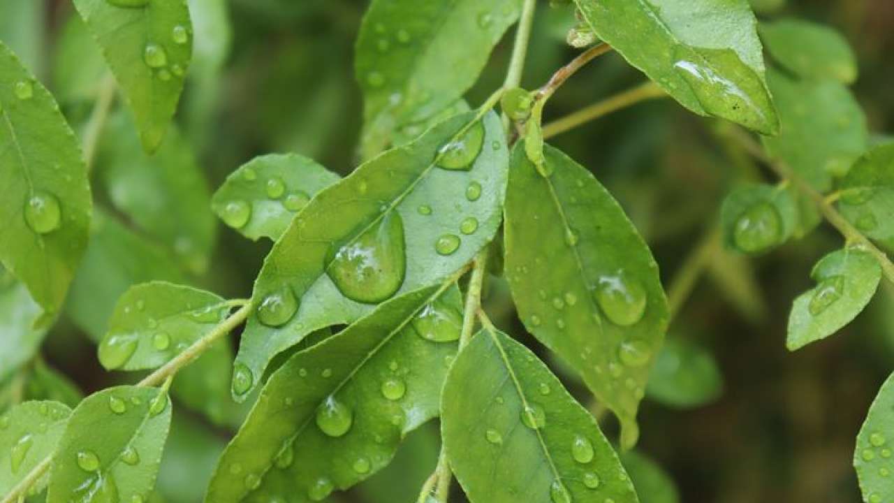 Curry leaf health benefits: Know 5 reasons why you should include ...