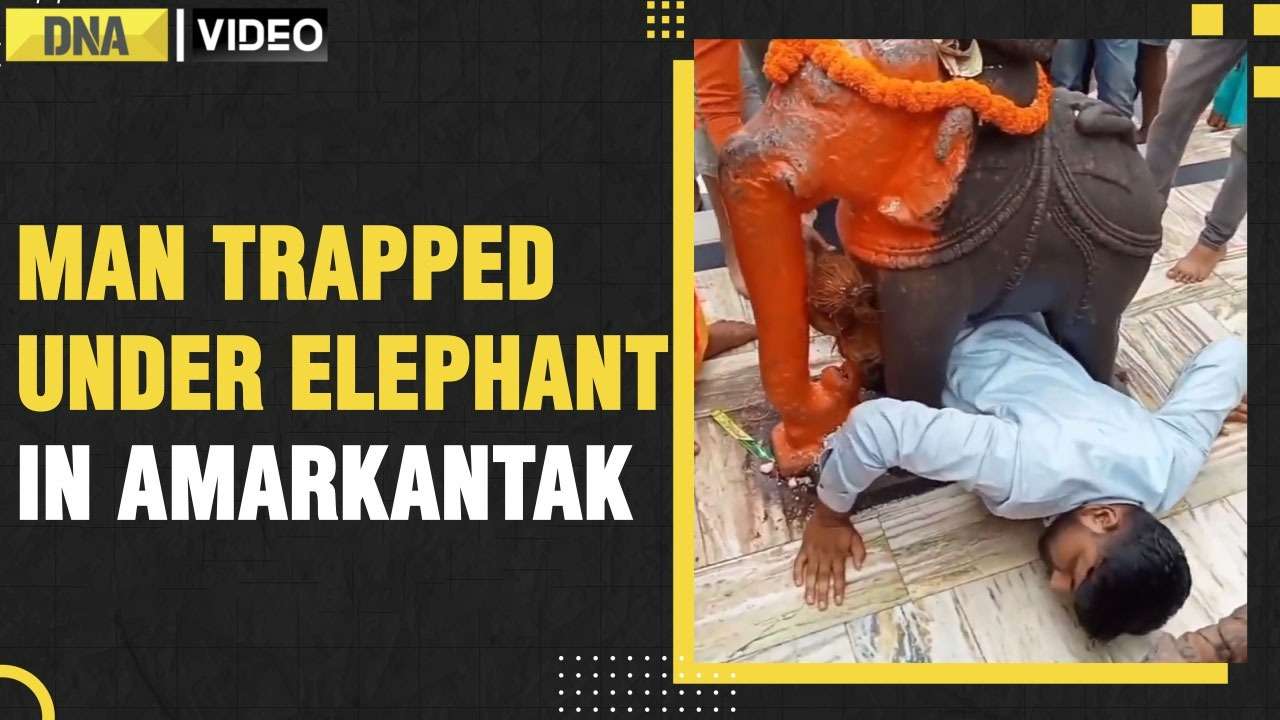 MAN trapped under ELEPHANT, what happened next is worth watching ...
