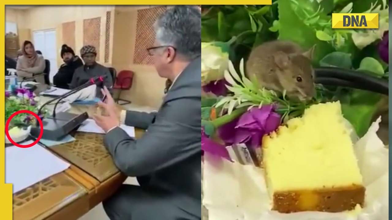 Rat 'attends' meeting and enjoys cake, viral video leaves netizens in ...