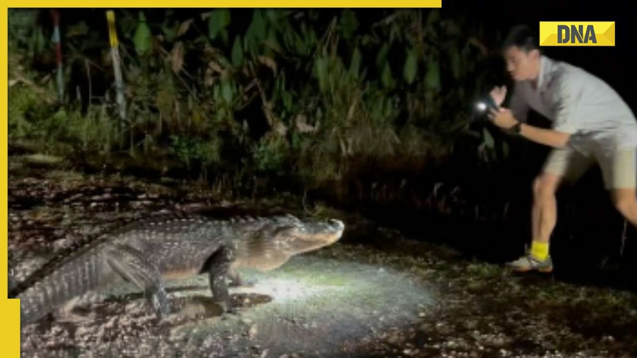 Man tries to film crocodile strolling on road, chilling viral video ...