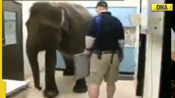 Ever seen elephant getting X-Ray? viral video will make your day