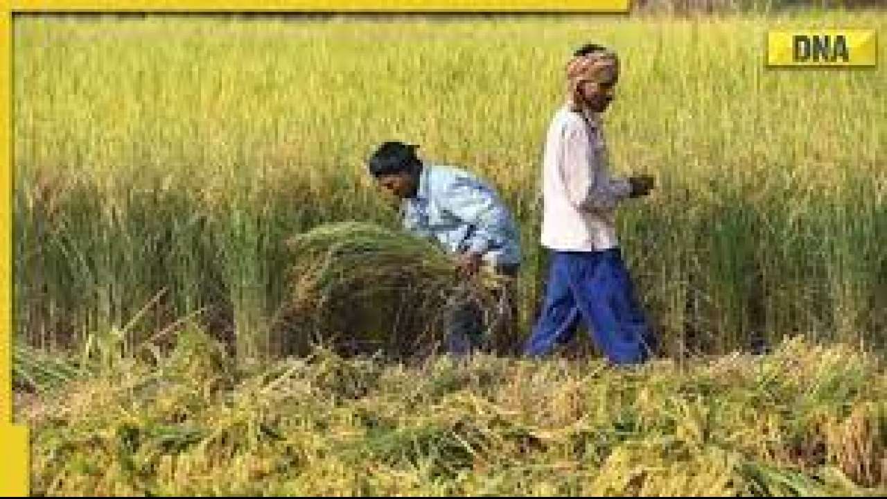 Chhattisgarh govt offers 150 kg of free rice to farmers, check how you ...