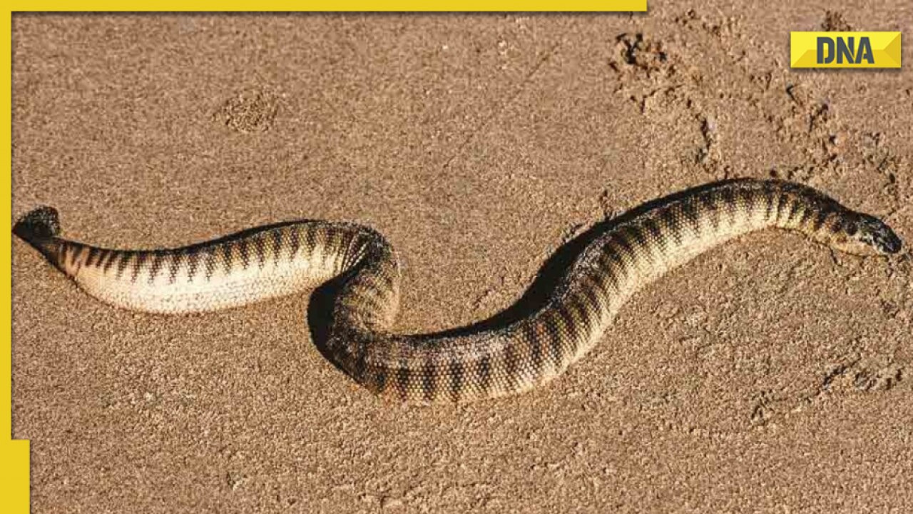 Viral: Snake found in Air India Express’s cargo hold after landing in Dubai