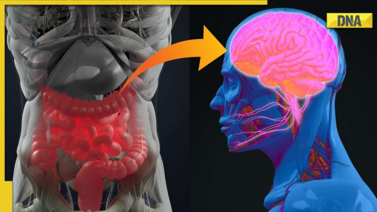 Exploring Gut-Brain Axis: Connection between digestive and nervous ...