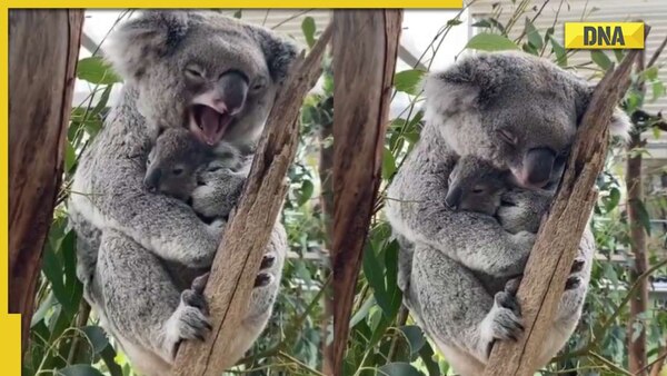 Sleepy mama koala embraces the baby in viral video, internet is in tears