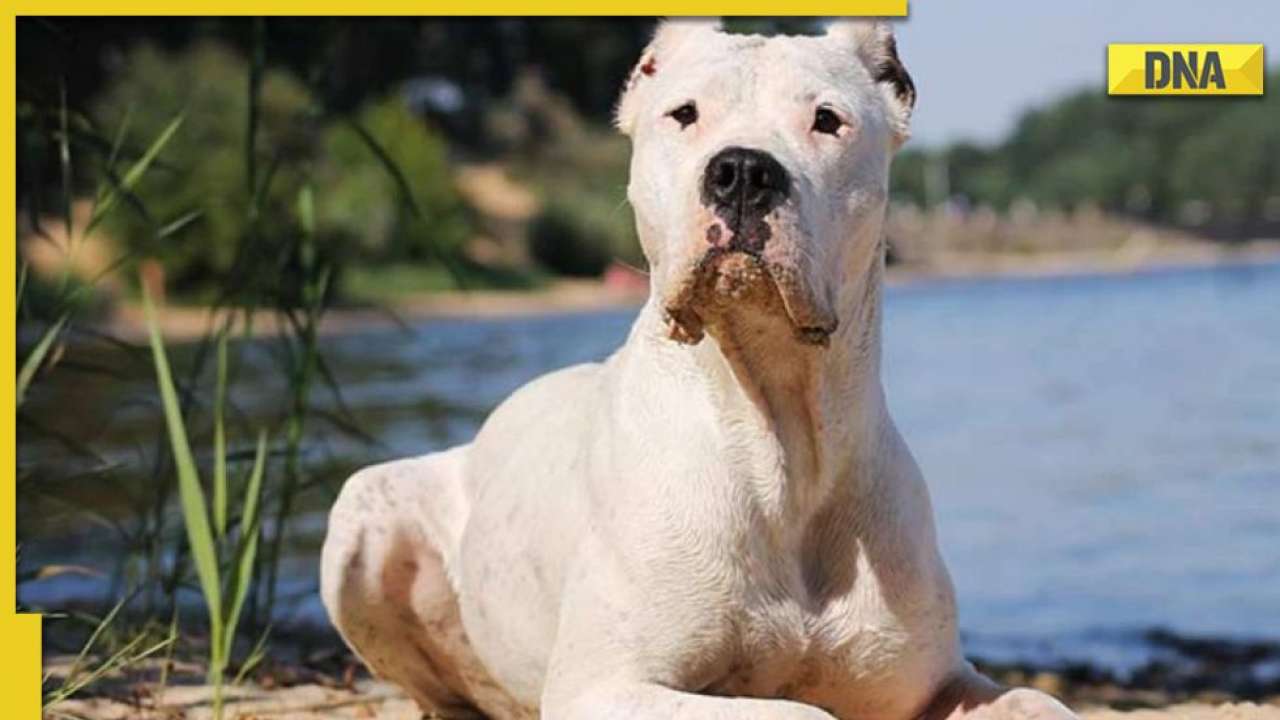 Greater Noida: Kidnappers abduct dog-owner on gun point, demand his ...