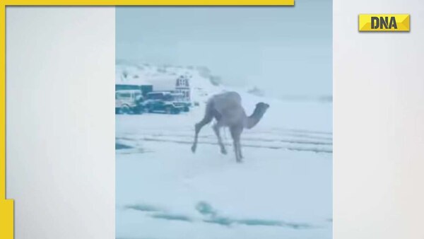Camel witnesses snow for the first time, its reaction is now a viral video