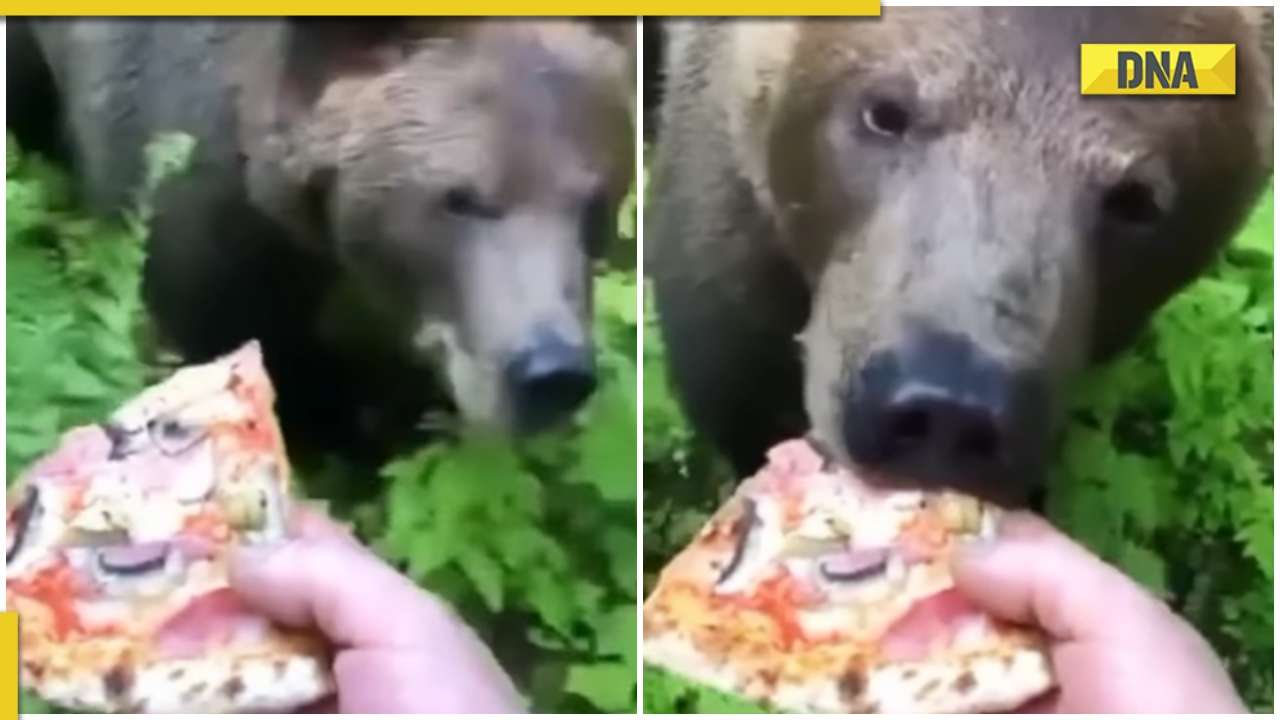 Man feeds pizza to bear, viral video divides internet