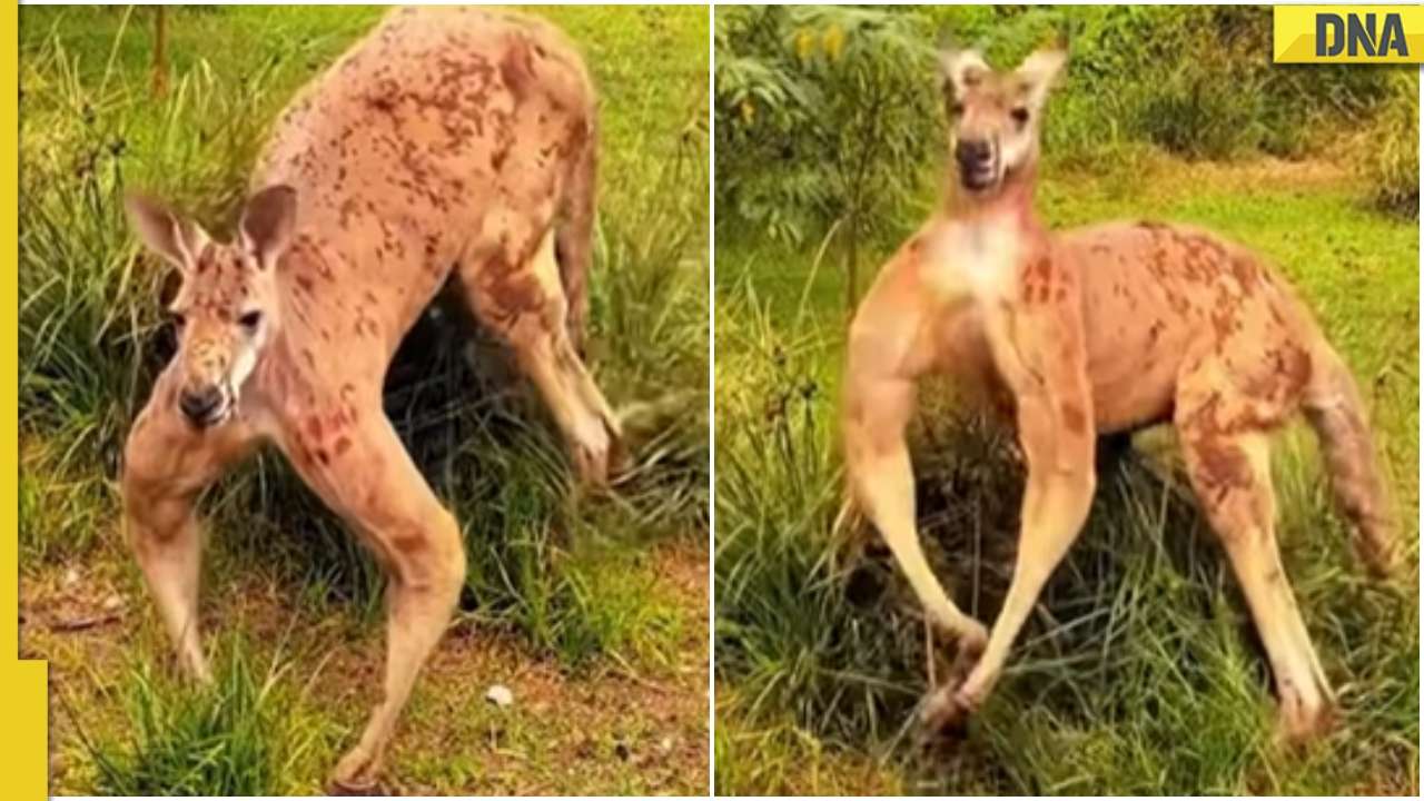Kangaroo flaunts sculpted body, viral video wows netizens
