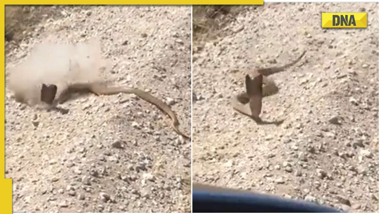 Angry cobra charges at man after he tries to shoot it from gun, scary ...