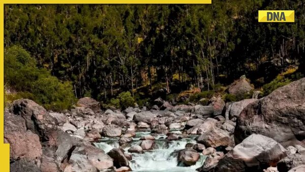 Optical illusion: Only 3% people can spot hidden bear in THIS pic