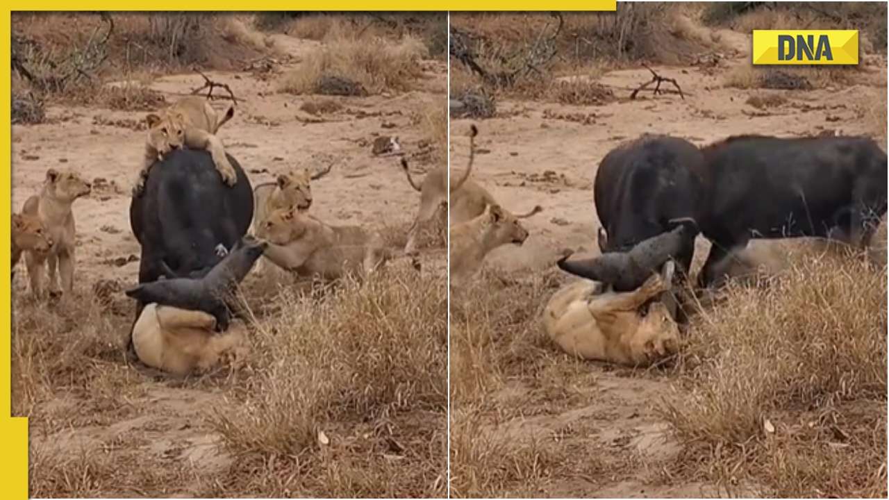 Fearless buffalo save its friend from pride of lions, viral video stuns ...