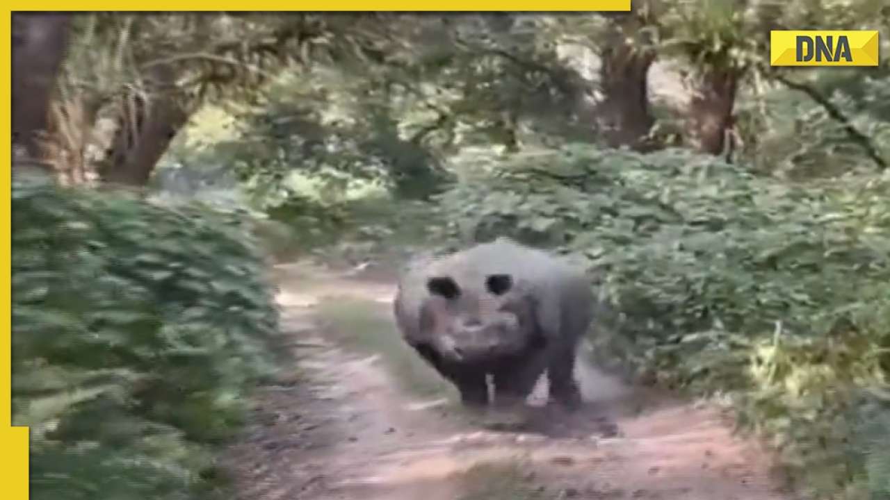 Rhino chases tourist vehicle in Assam's Manas National Park, video goes ...