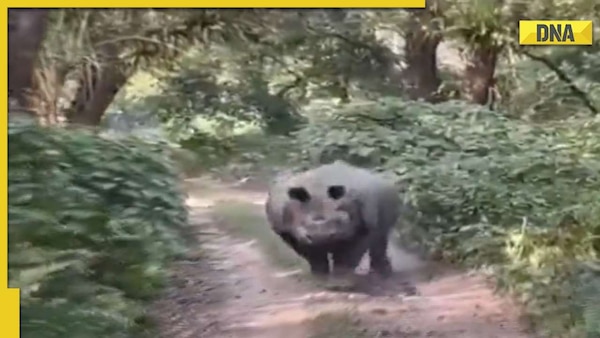 Rhino chases tourist vehicle in Assam's Manas National Park, video goes ...