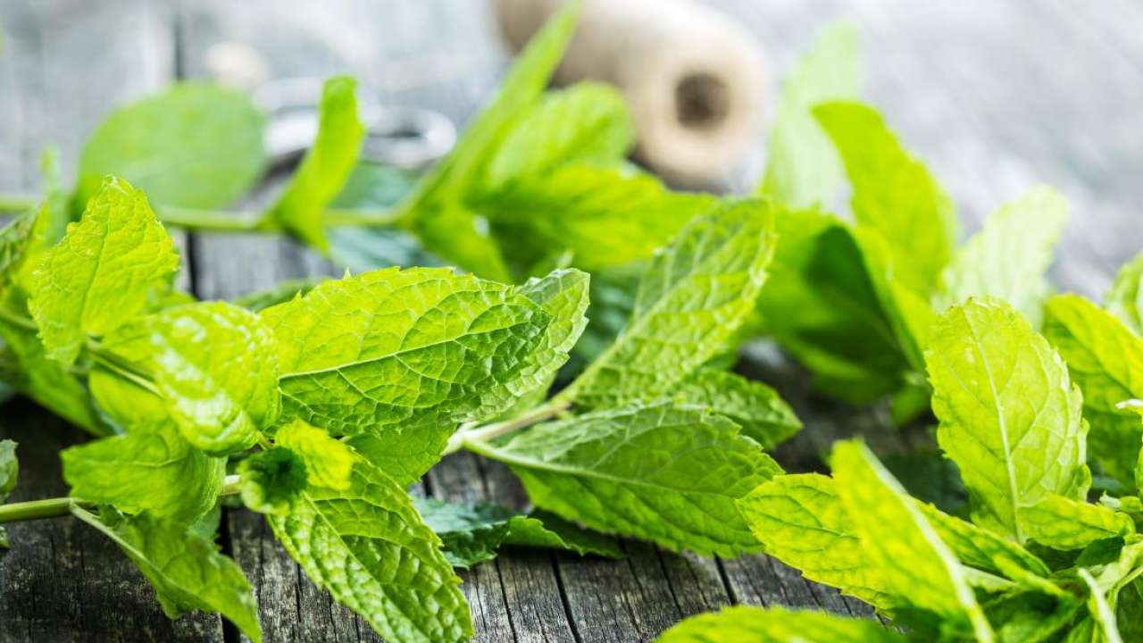 7 health benefits of mint leaves that you should know about