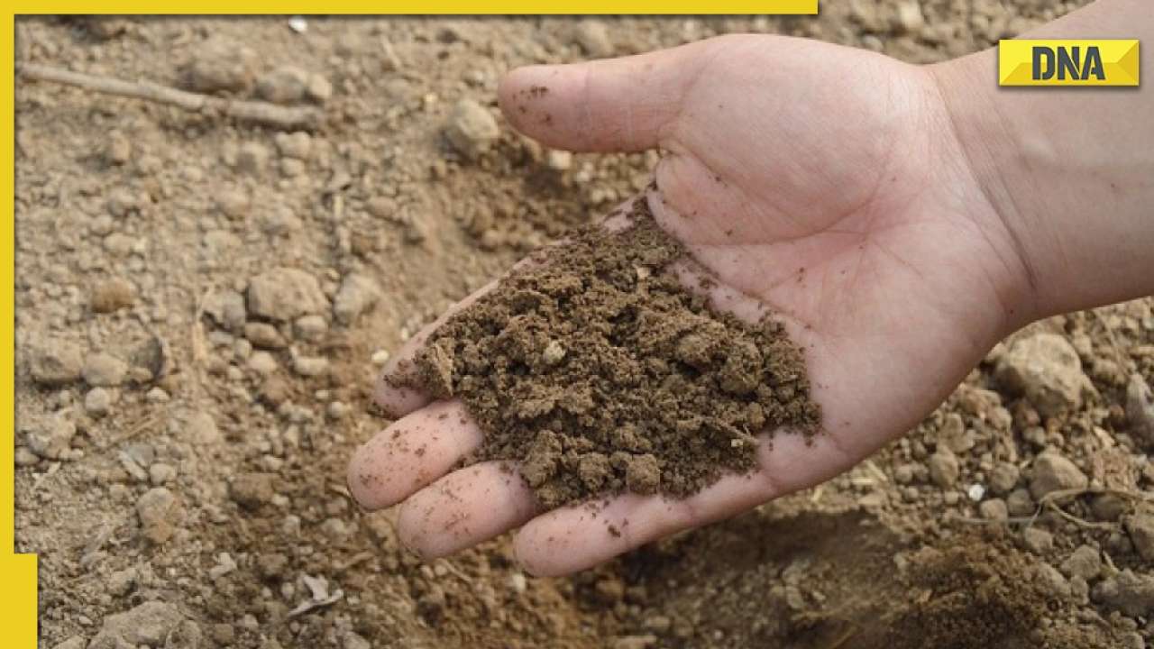 New York approves composting of human bodies, know all about ...