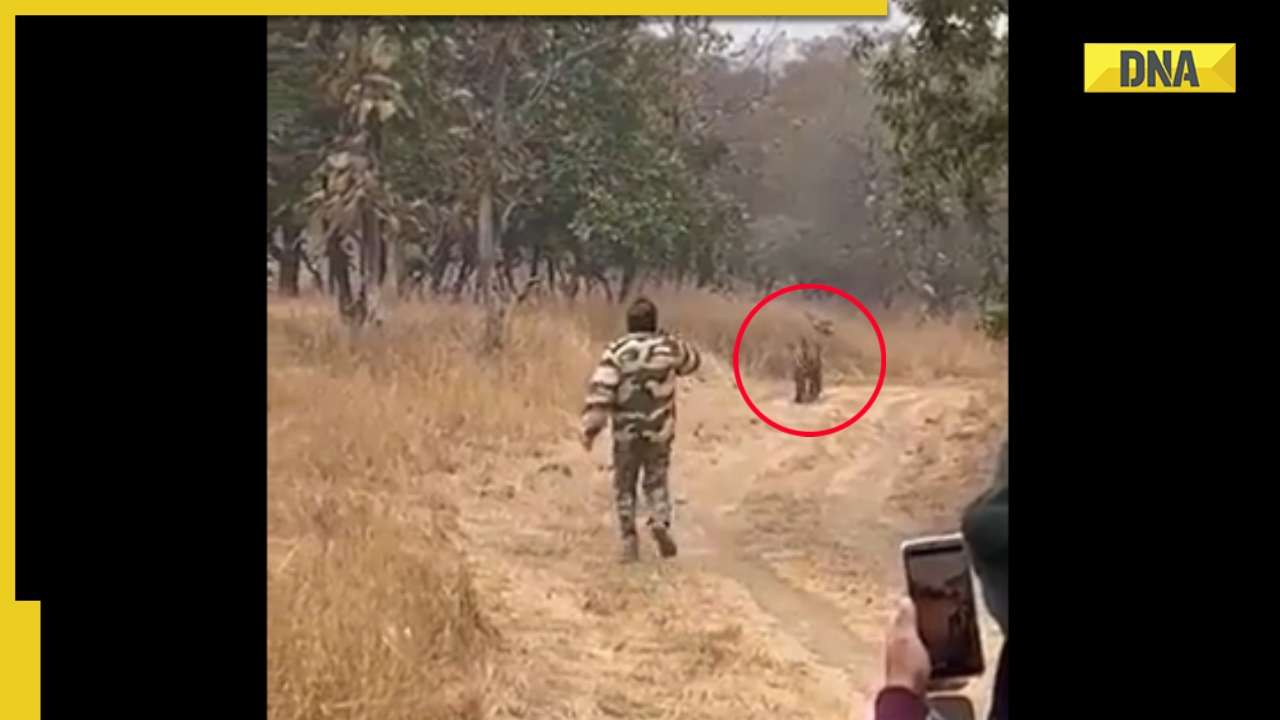 Man runs behind a tiger with mobile phone during safari, shocking viral ...