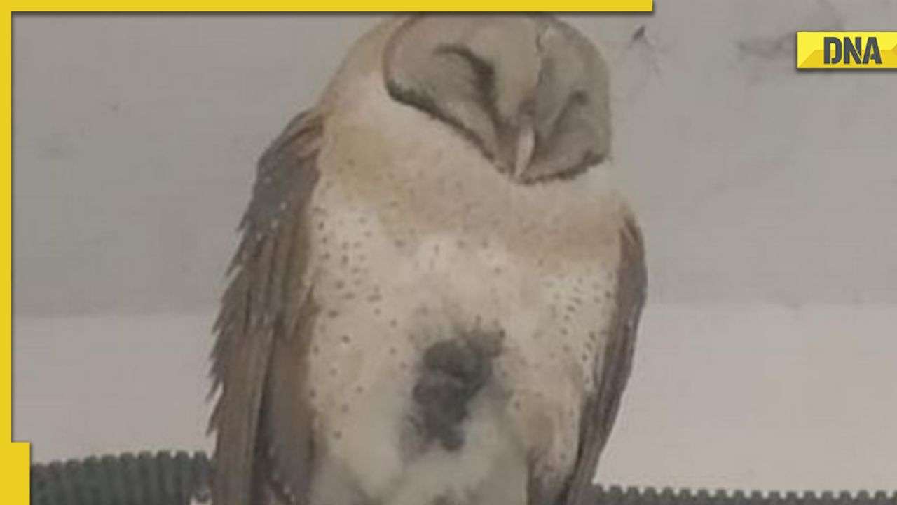 Uttar Pradesh: Extinct species of Himalayan Owl found in Kanpur's ...