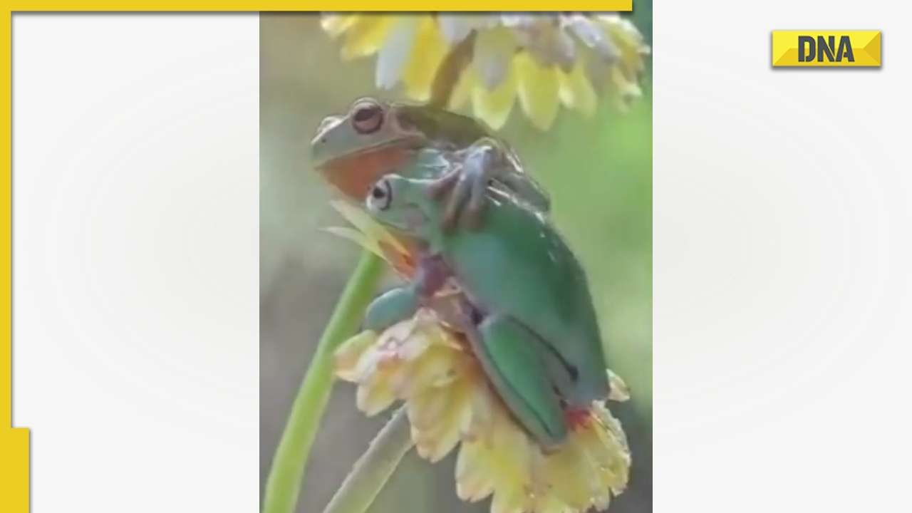 This adorable viral video of frogs cuddling in rain is the cutest ever ...