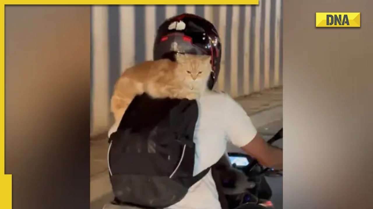 'Catman': Man carries cats on his bike, viral video angers internet