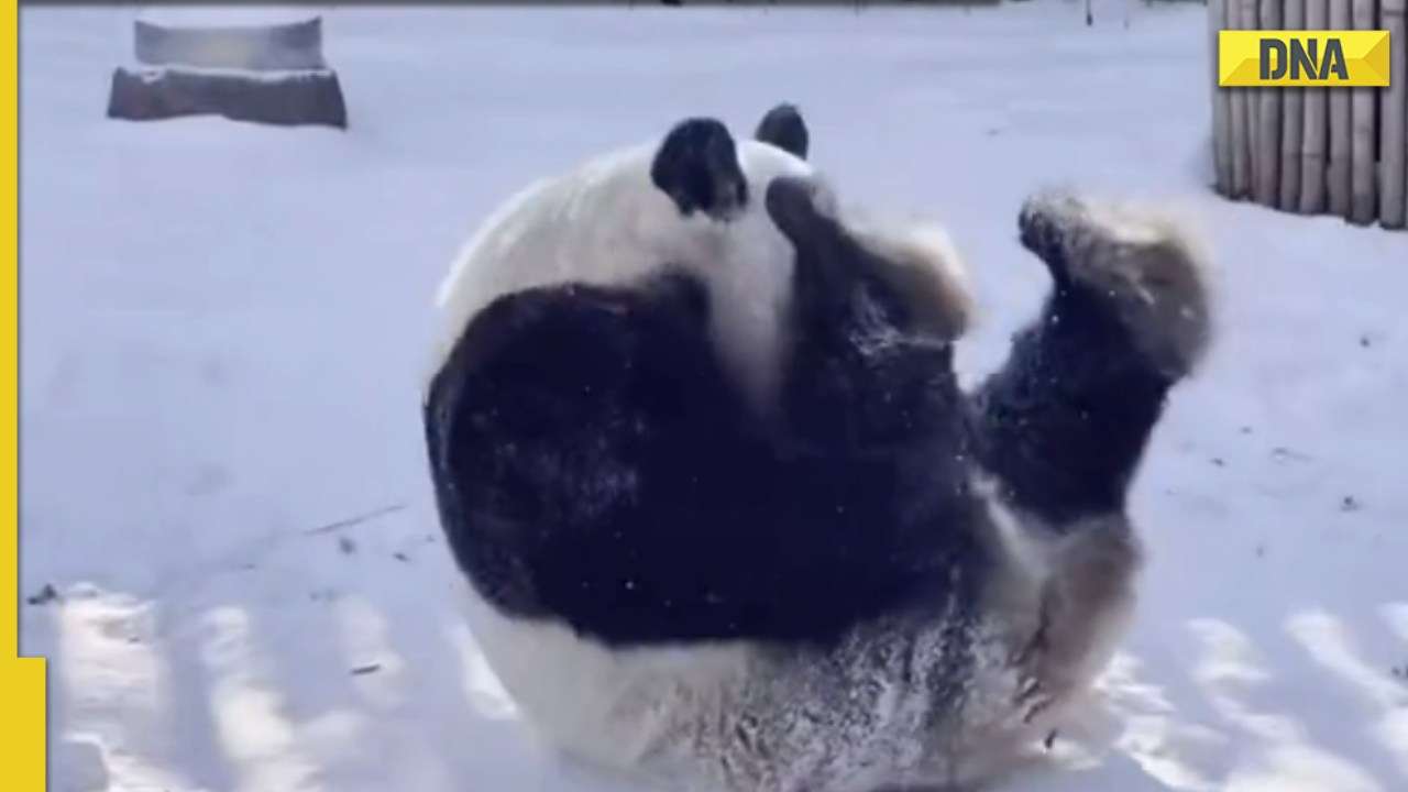 This adorable viral video of panda rolling in the snow is the cutest ...